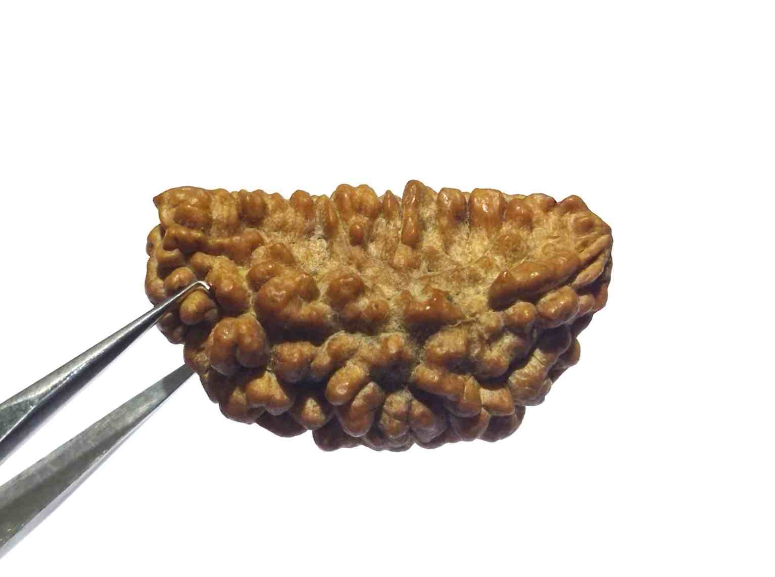 Certified 1 Mukhi Rudraksha One Faced Rudraksha 100% Genuine – Shivaago