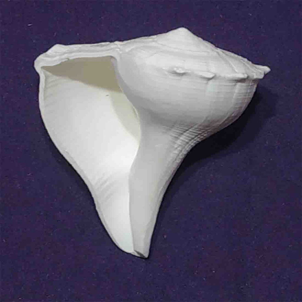 Vishnu Vahan Garuda Blowing Shankh ( Conch ) Rare and Original for ...