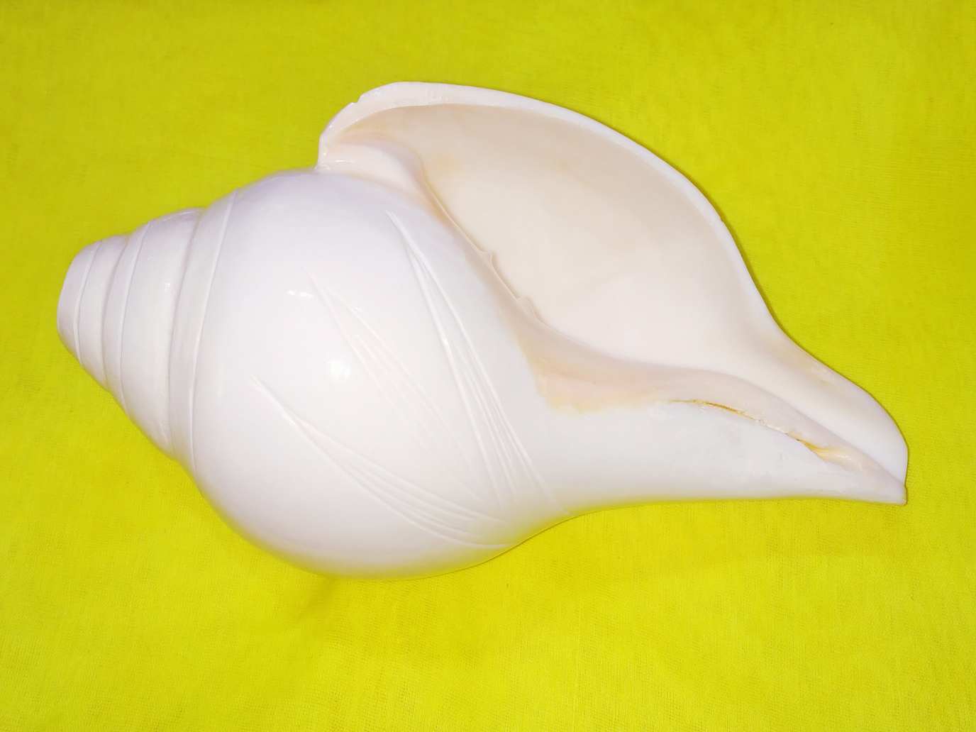 Natural Vamavarti Shankh ( Conch ) Rare & Original 18 cm Size ( Big ...