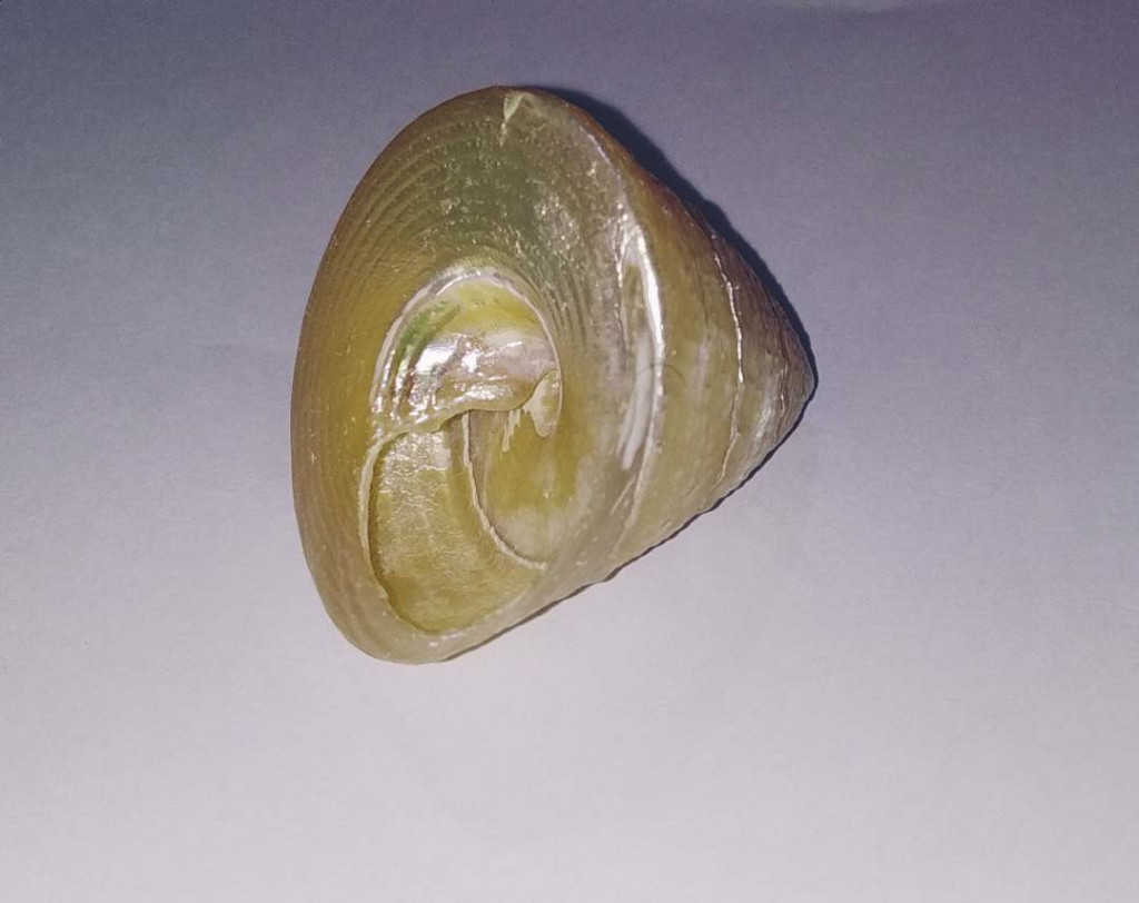 Moti Shankh – Shivaago