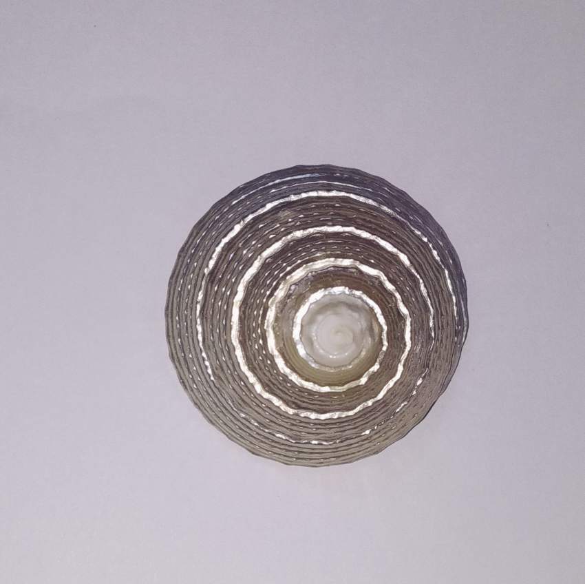 Original Moti Shankh ( Conch ) for Wealth & Prosperity – Shivaago