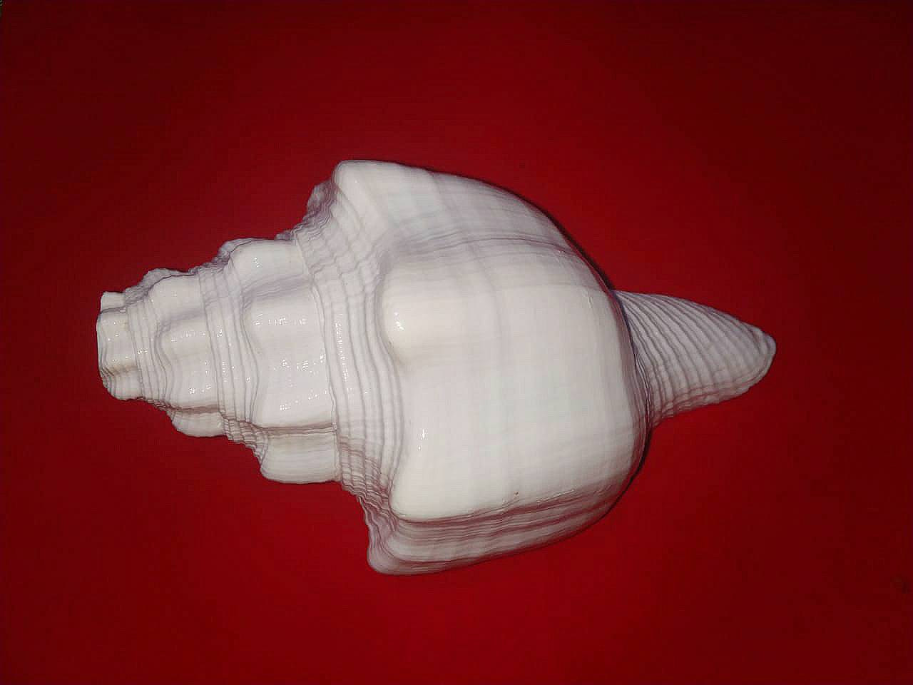 Original Vishnu Vahan Garuda Blowing Shankh ( Conch ) 15 cm size – Shivaago