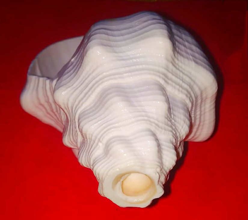 Original Vishnu Vahan Garuda Blowing Shankh ( Conch ) 15 cm size – Shivaago