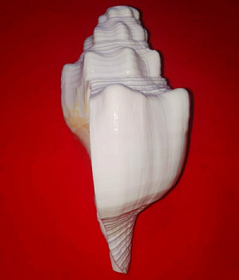 Original Vishnu Vahan Garuda Blowing Shankh ( Conch ) 15 cm size – Shivaago