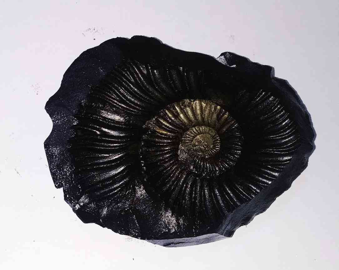 Natural Vishnu Shaligram & Genuine 96 Gram – Shivaago