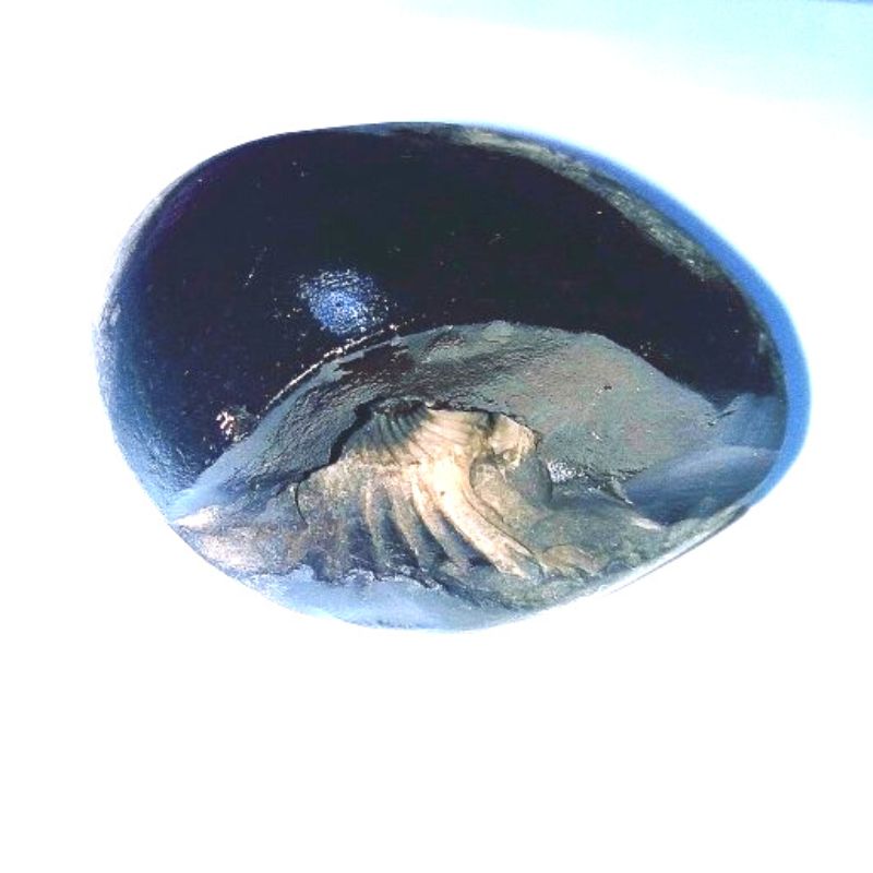 Natural Vishnu Shaligram & Genuine 96 Gram – Shivaago