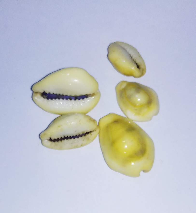 Yellow Kaudi (Peeli Kaudi)- 11 Pieces For Health, Prosperity ...