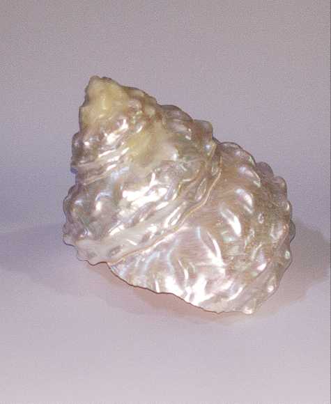 Abhimantrit Moti Shankh (Pearl Conch) for Wealth & Prosperity- Big Size ...