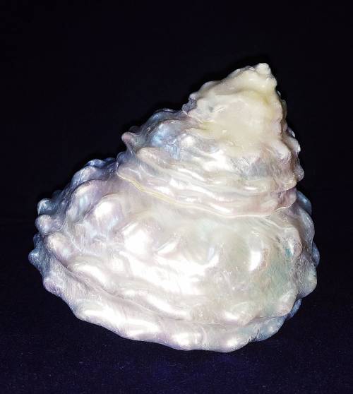 Abhimantrit Moti Shankh (Pearl Conch) for Wealth & Prosperity- Big Size ...