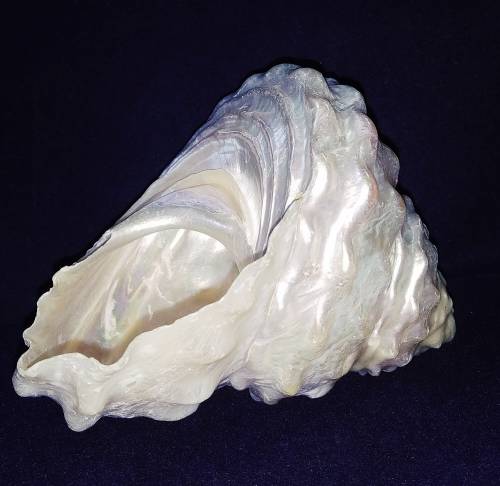 Abhimantrit Moti Shankh (Pearl Conch) for Wealth & Prosperity- Big Size ...