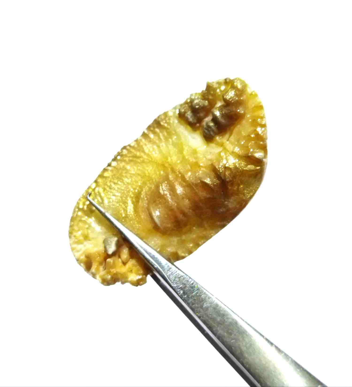 Abhimantrit Natural & Authentic Shukra Mani 20 Carat – Original – Shivaago