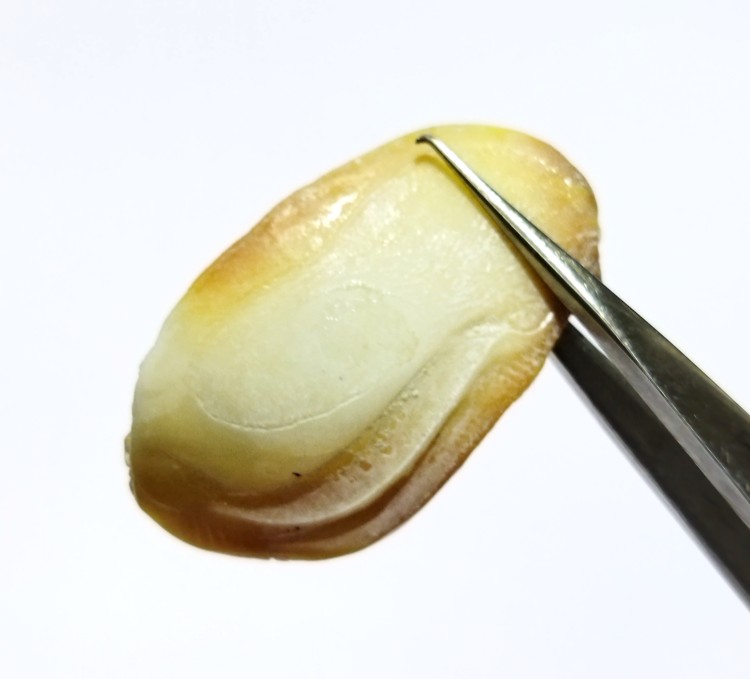 Abhimantrit Natural & Authentic Shukra Mani 20 Carat – Original – Shivaago