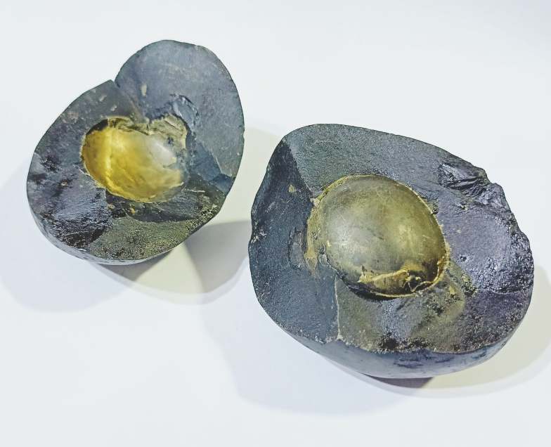 Shiv Shaligram Very Rare & Natural 310 Gram 100% Genuine – Shivaago