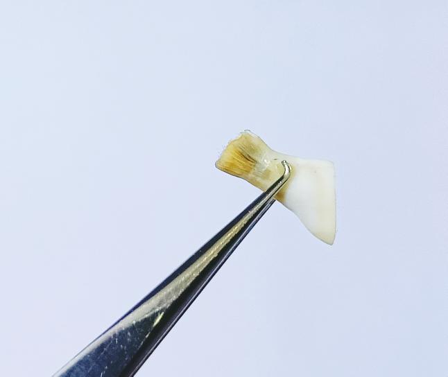 Abhimantrit Natural Ketu Mani – Precious Stone (Energized Mukta Mani ...