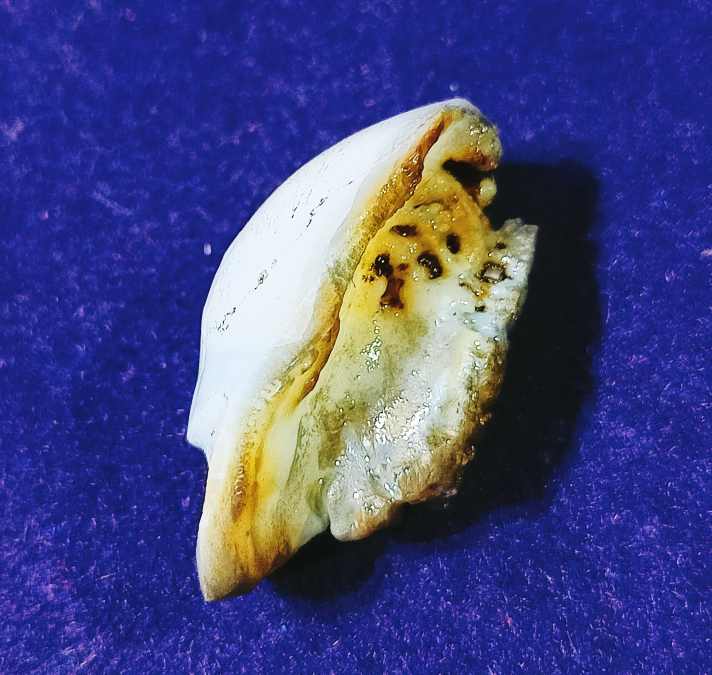 Natural Chandra Mani (Mukta Mani) 30 Carat – Shivaago