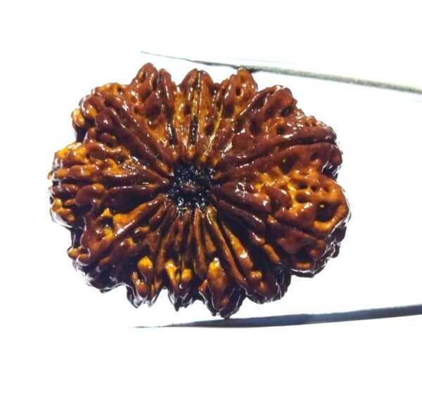 Natural 13 Mukhi Rudraksha bead – Certifed With X-ray Report 39.5mm ...