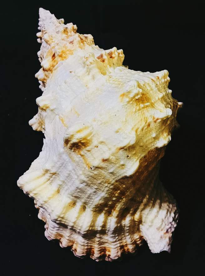 Original Big Laxmi Shankh – Authentic & Genuine – Shivaago