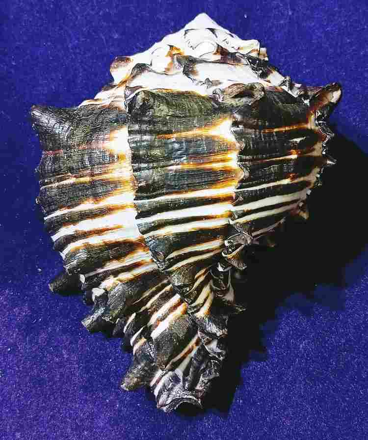 Natural Big Shani Shankh 12cm+ Genuine & Original – Shivaago