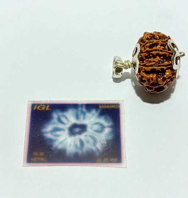Abhimantrit Nepali 10 Mukhi Rudraksha bead in Silver Locket with X-ray ...