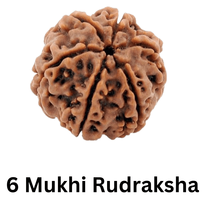 Free 6 Mukhi Rudraksha Original – *Delivery Charges only Rs 99 – Shivaago
